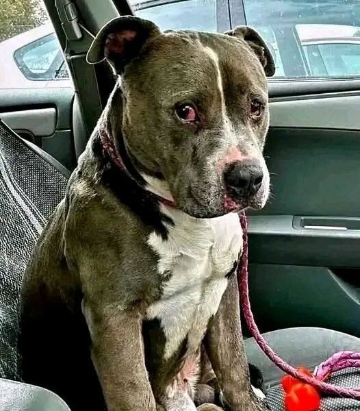 Neighbor Asked My Son to Shovel Snow for $10 a Day but Refused to Pay ...